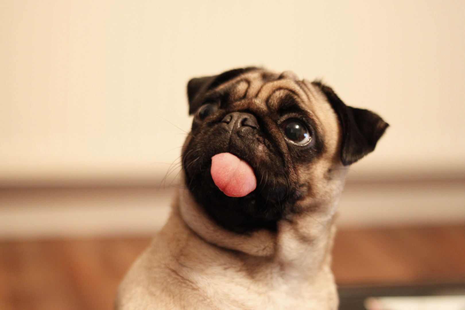 Der Mops und die Zunge Foto & Bild | tiere, haustiere, hunde Bilder auf ...