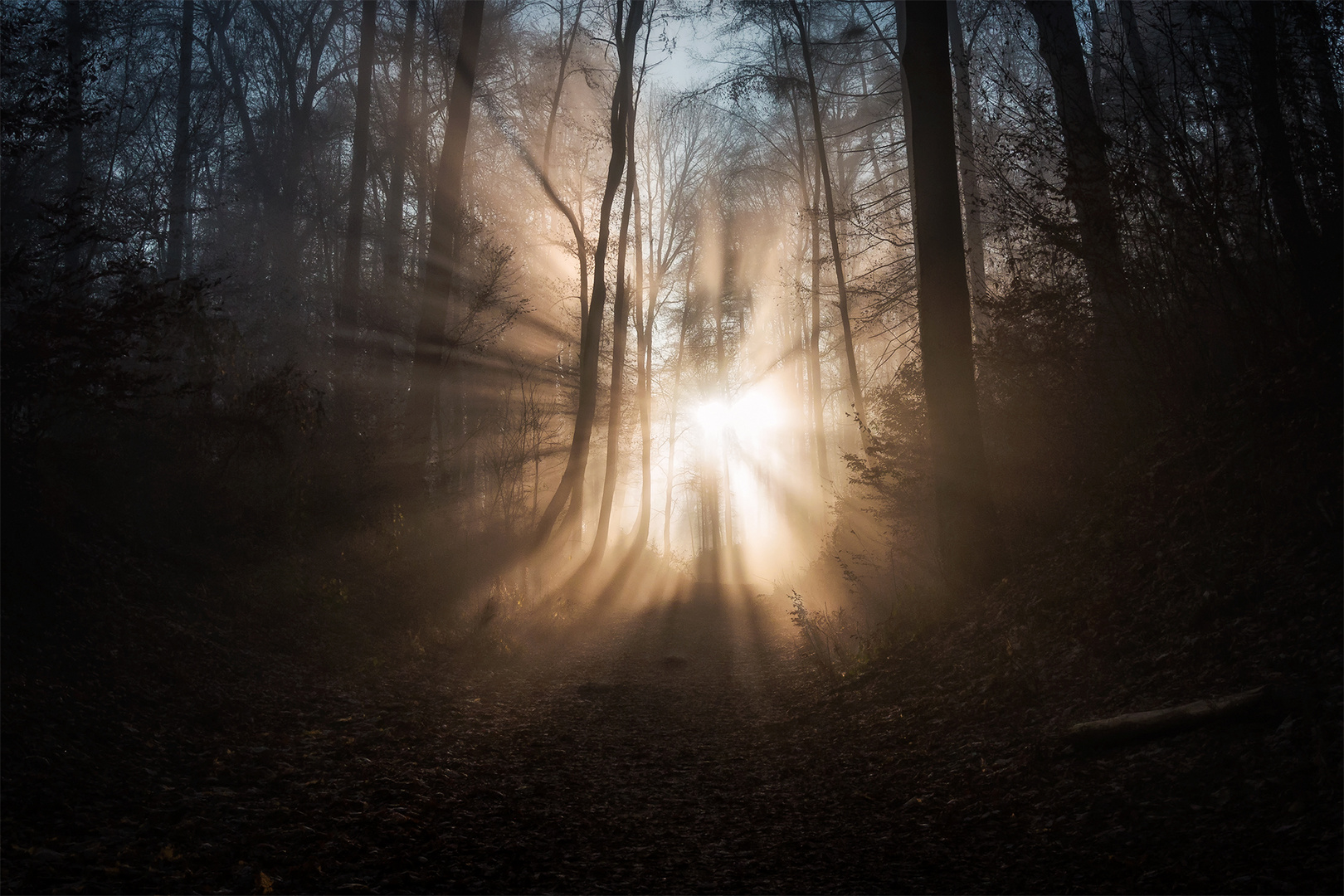 Der Morgen Foto & Bild | landschaft, wald, canon Bilder auf fotocommunity