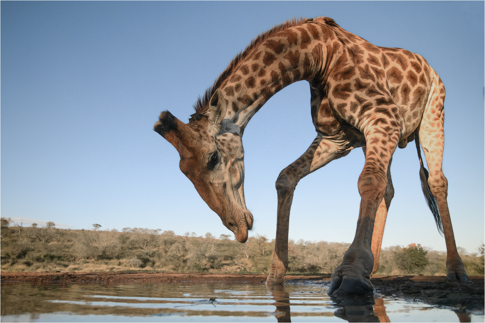der mühsame Schluck... Foto & Bild | fotos, world, natur Bilder auf ...