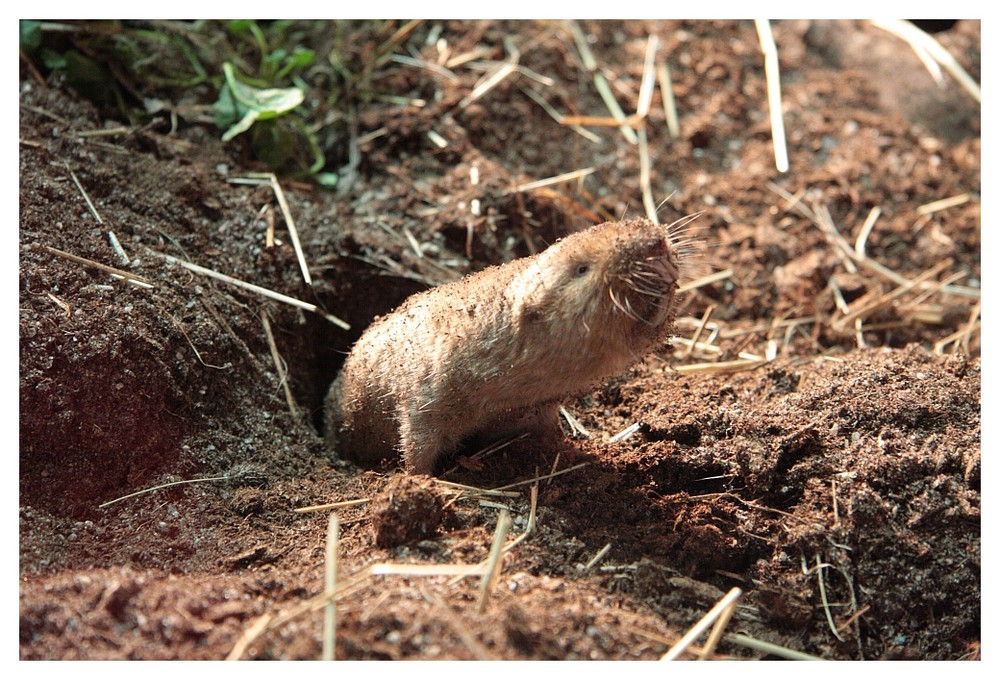 Der Mull oder Schönheit liegt im Auge des Betrachters Foto & Bild ...