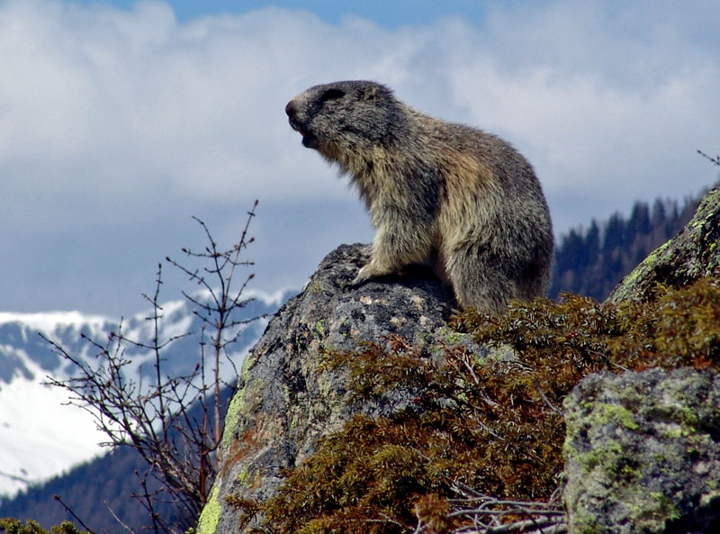 Der Munk vom Dischma Foto & Bild | tiere, wildlife, säugetiere Bilder ...