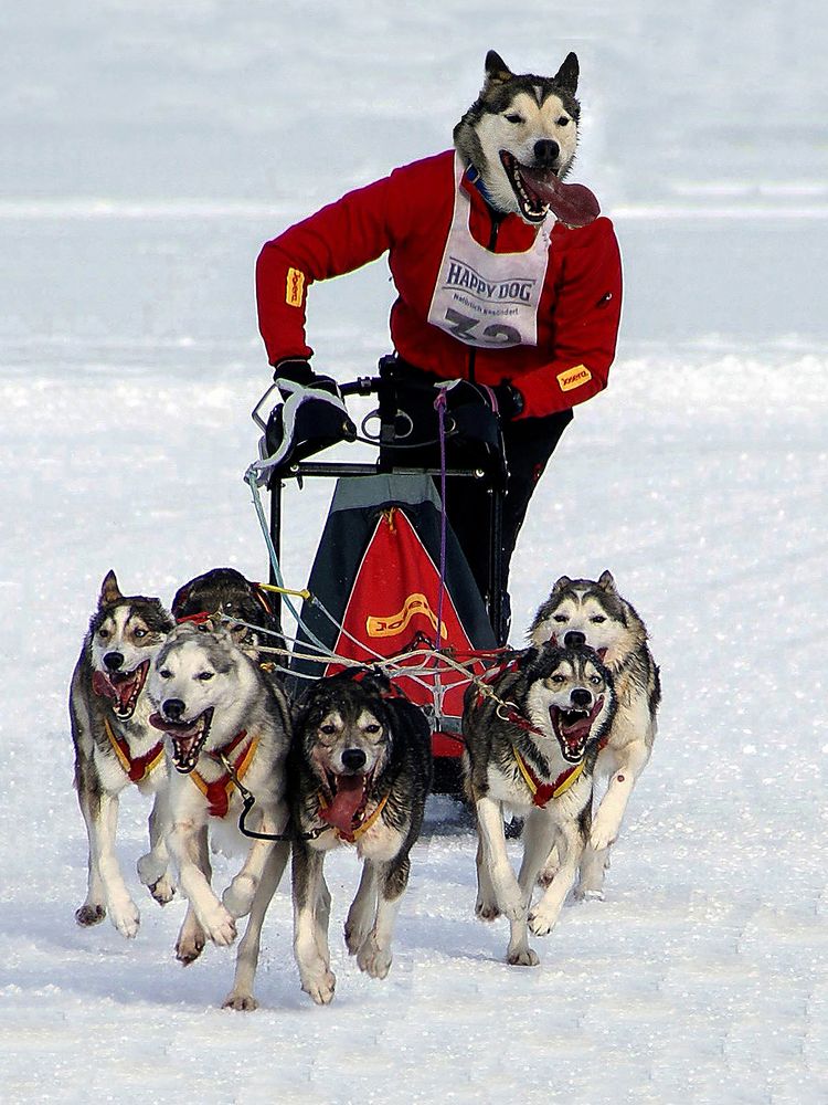 der Musher Foto & Bild | tiere, tier und mensch, natur Bilder auf ...