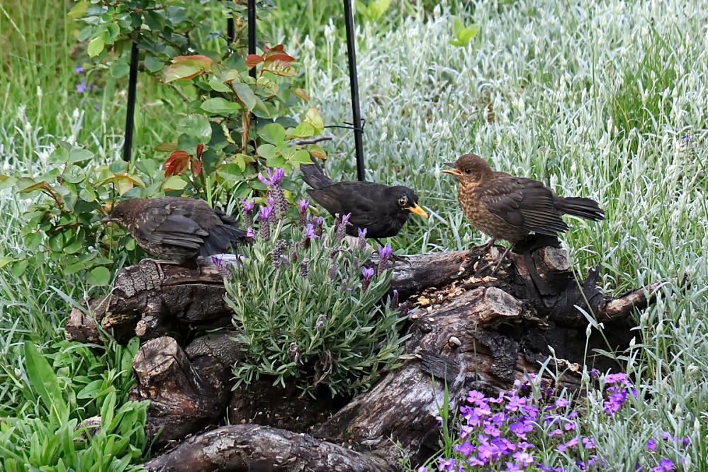 der Nachwuchs ist da Foto & Bild | vögel, fotos, frühling Bilder auf ... der Nachwuchs ist da Foto & Bild | vögel, fotos, frühling Bilder auf ...