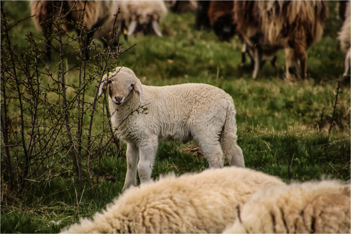 Der Nachwuchs ist da Foto & Bild | licht, frühling, natur Bilder auf ... Der Nachwuchs ist da Foto & Bild | licht, frühling, natur Bilder auf ...