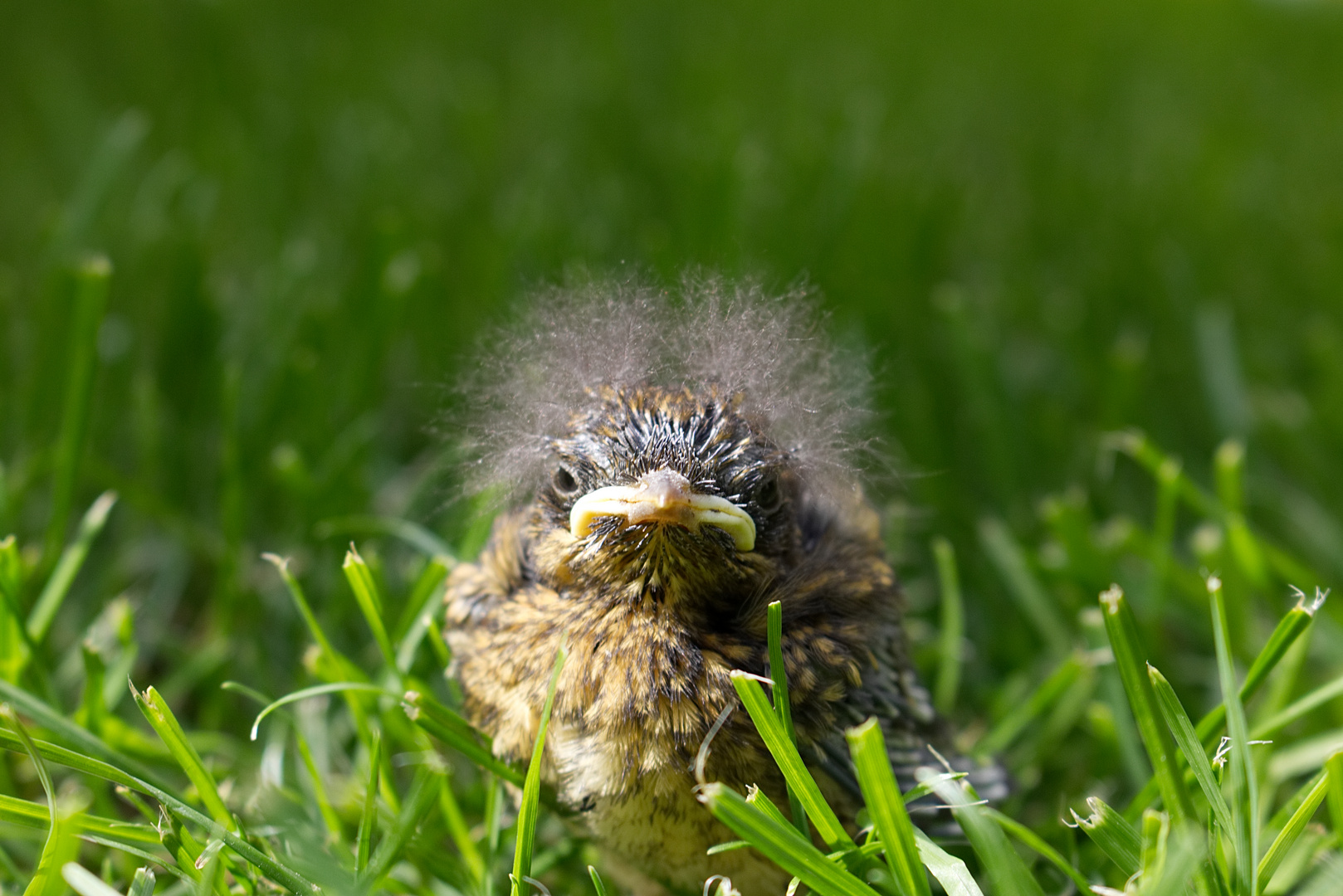 Der Nachwuchs ist da.... Foto & Bild | natur, tiere, vögel Bilder auf ... Der Nachwuchs ist da.... Foto & Bild | natur, tiere, vögel Bilder auf ...