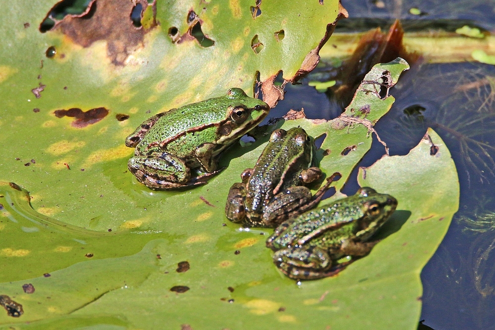 der Nachwuchs ist unterwegs Foto & Bild | natur, tiere, wildlife Bilder ... der Nachwuchs ist unterwegs Foto & Bild | natur, tiere, wildlife Bilder ...