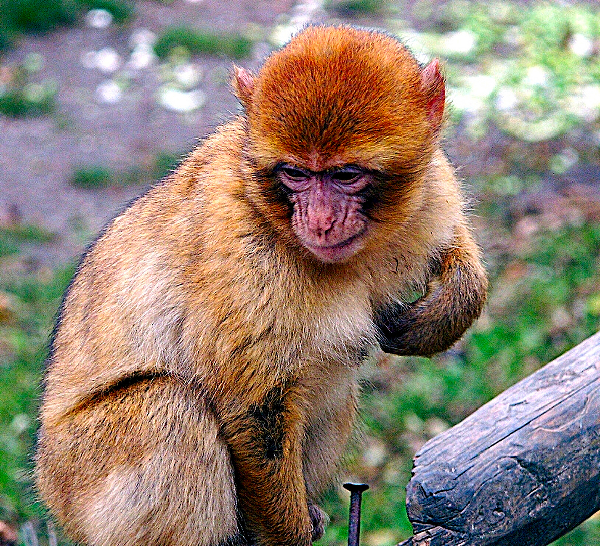 Der Nagel muß weiter rein... Foto & Bild | tiere, wildlife, säugetiere ...