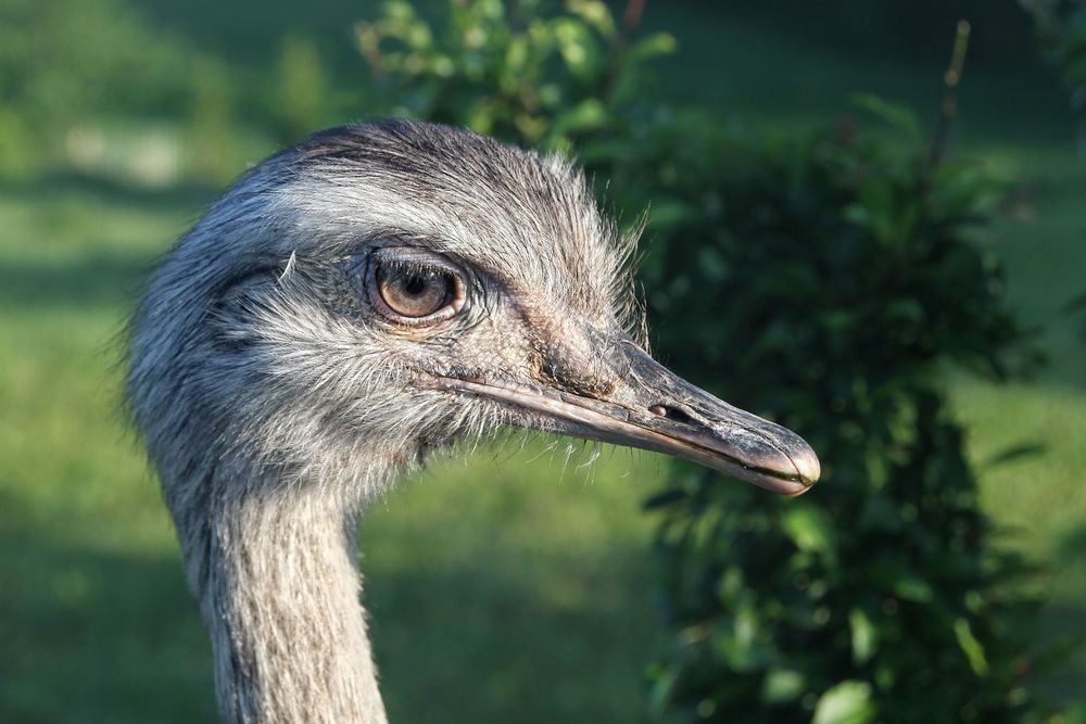Der Nandu erobert Deutschland. Foto & Bild | tiere, tierdetails, natur ...