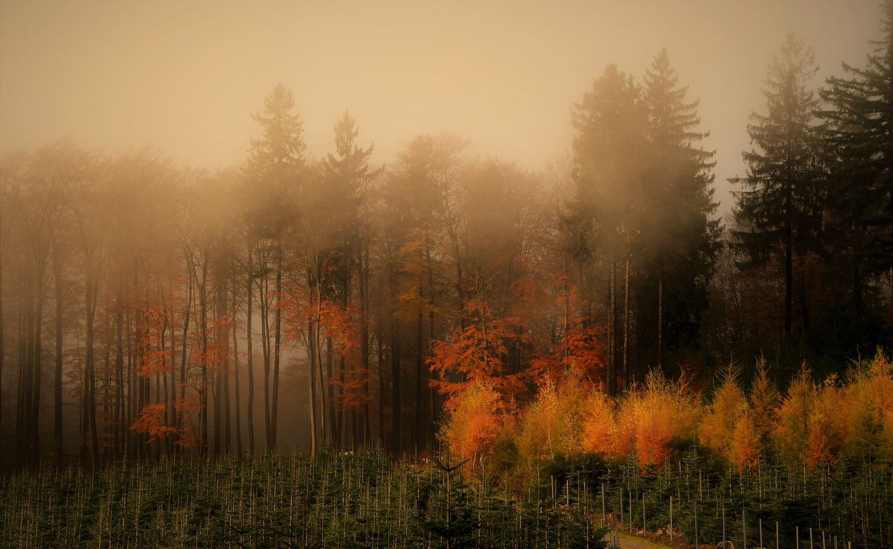 Der Nebel .... Foto & Bild | landschaft, jahreszeiten, herbst Bilder auf fotocommunity