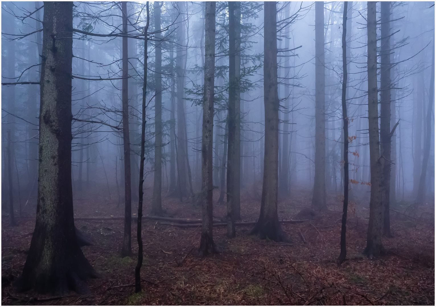 Der Nebel Foto & Bild | landschaft, wald, nebelstimmungen Bilder auf ...