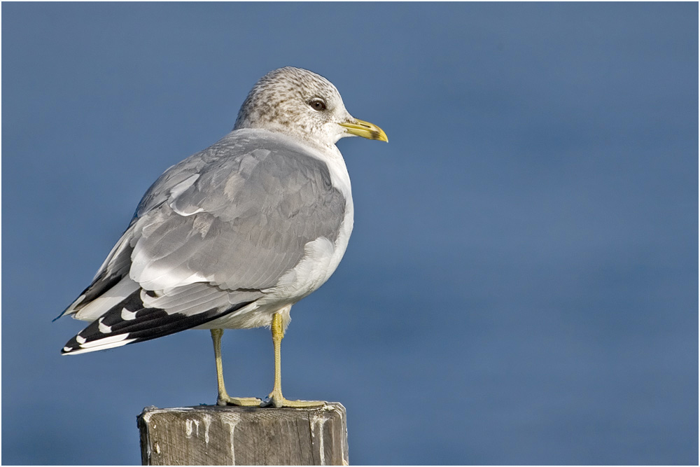 Der Nebel hatte sich verzogen Foto & Bild | tiere, wildlife, wild ...