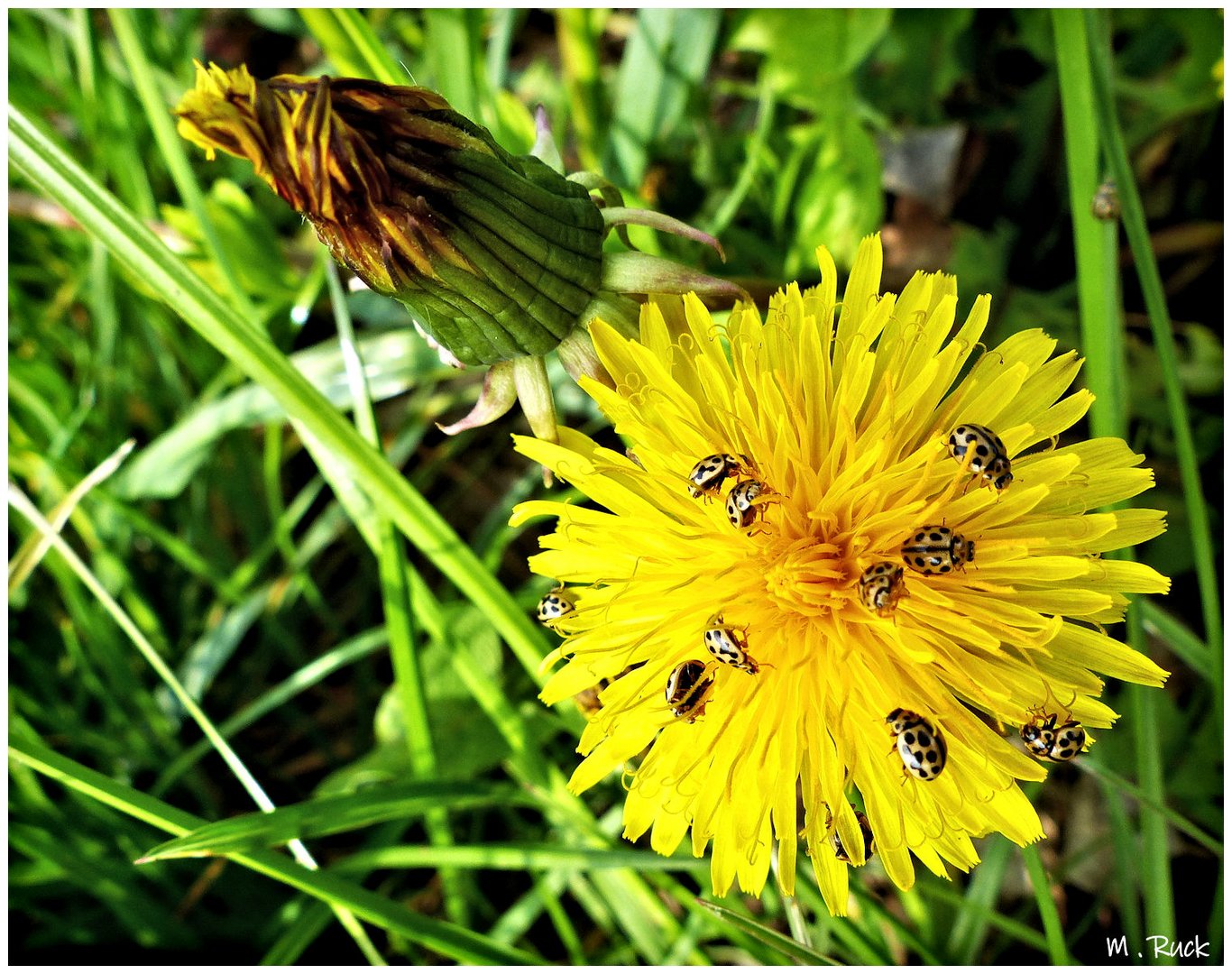 Der Nektar scheint gefragt zu sein , Foto & Bild | natur-kreativ, natur ...