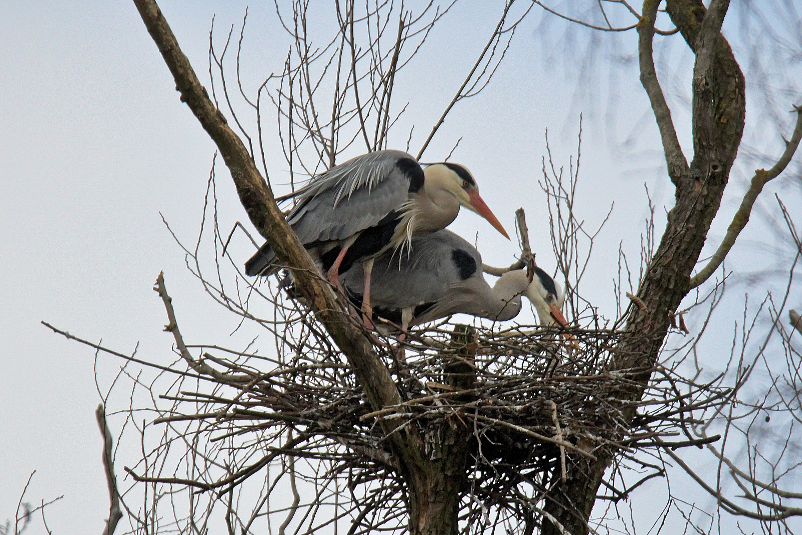 Der Nestbau beginnt, Foto & Bild | tiere, wildlife, wild lebende vögel Bilder auf fotocommunity