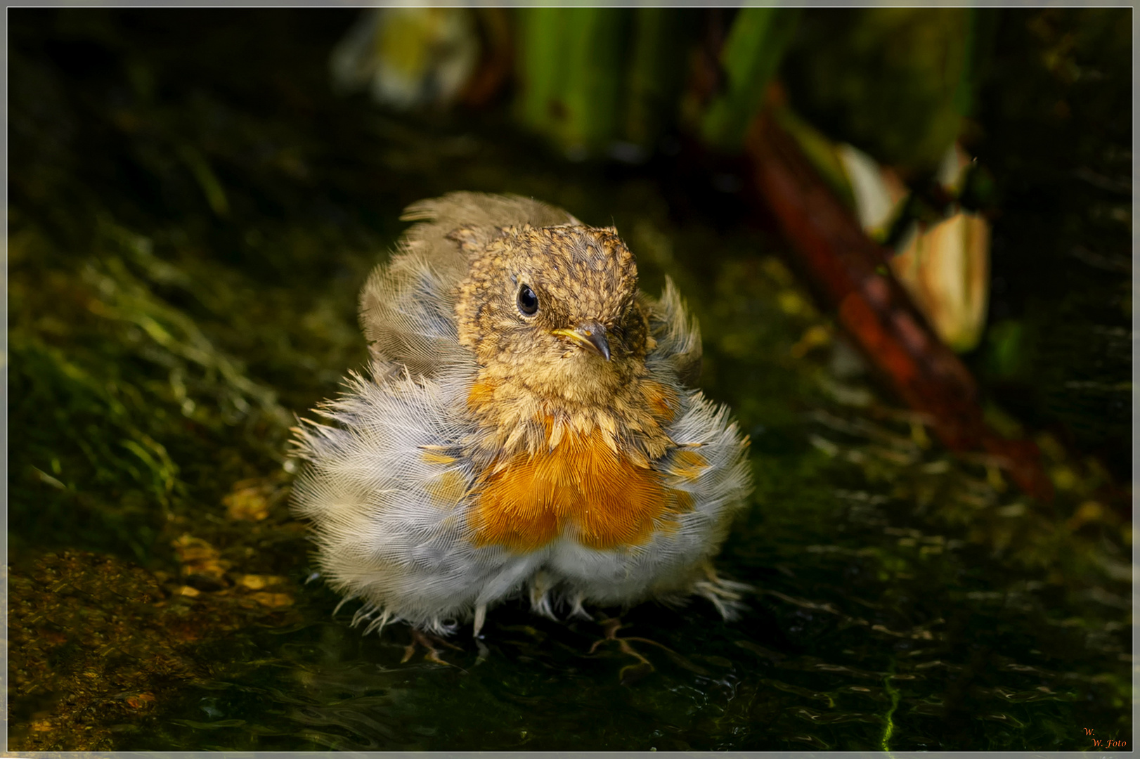 Der neugierige Winzling Foto & Bild | natur, nrw, tiere Bilder auf ...