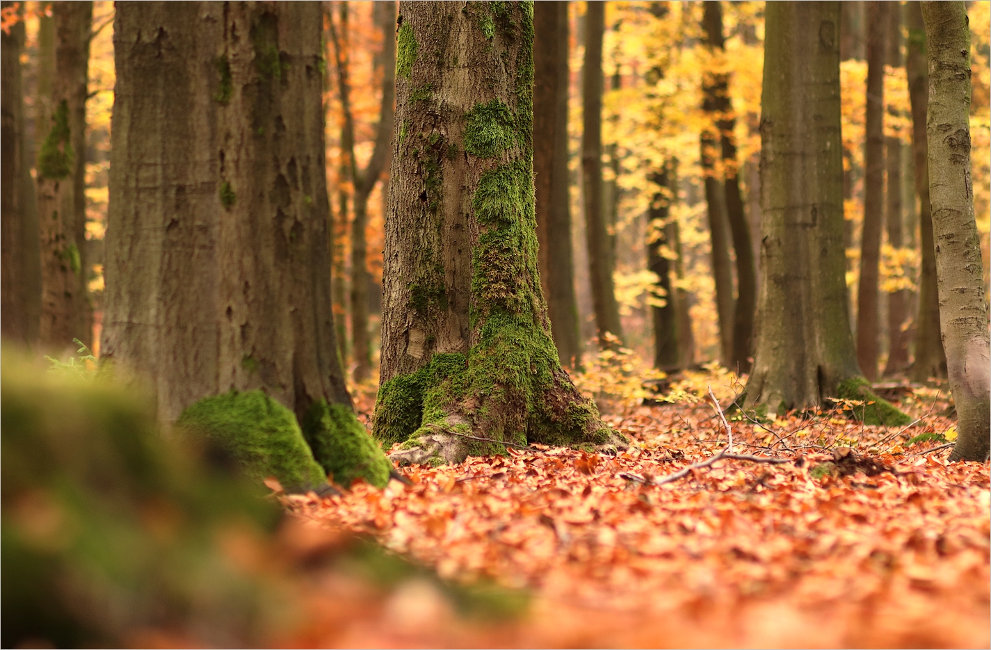 Der November beginnt.... Foto & Bild | jahreszeiten, herbst, erzgebirge ...