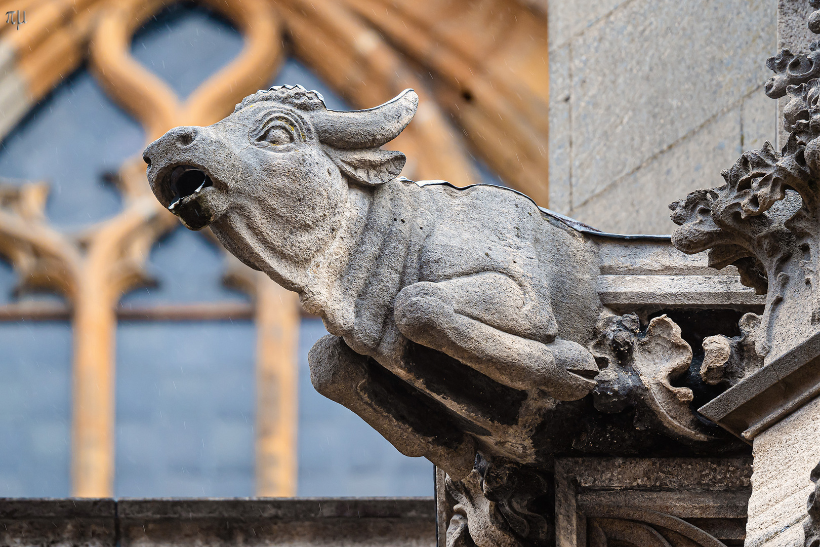 der Ochse von Ulm - einfach tierisch Foto & Bild | architektur, motive ...