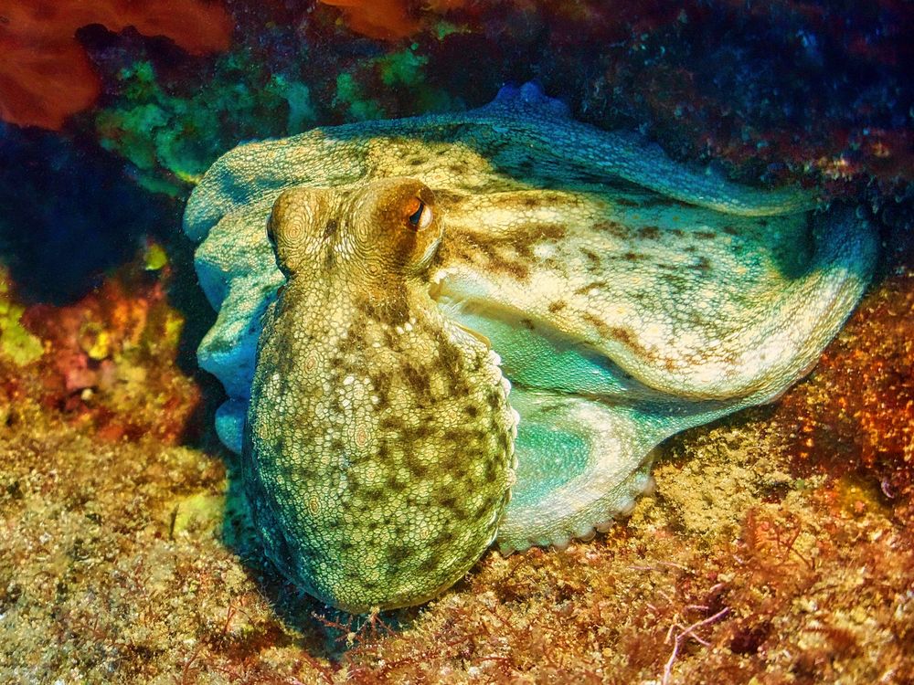 Der Oktopus Foto & Bild | europe, asian turkey, turkey Bilder auf ...