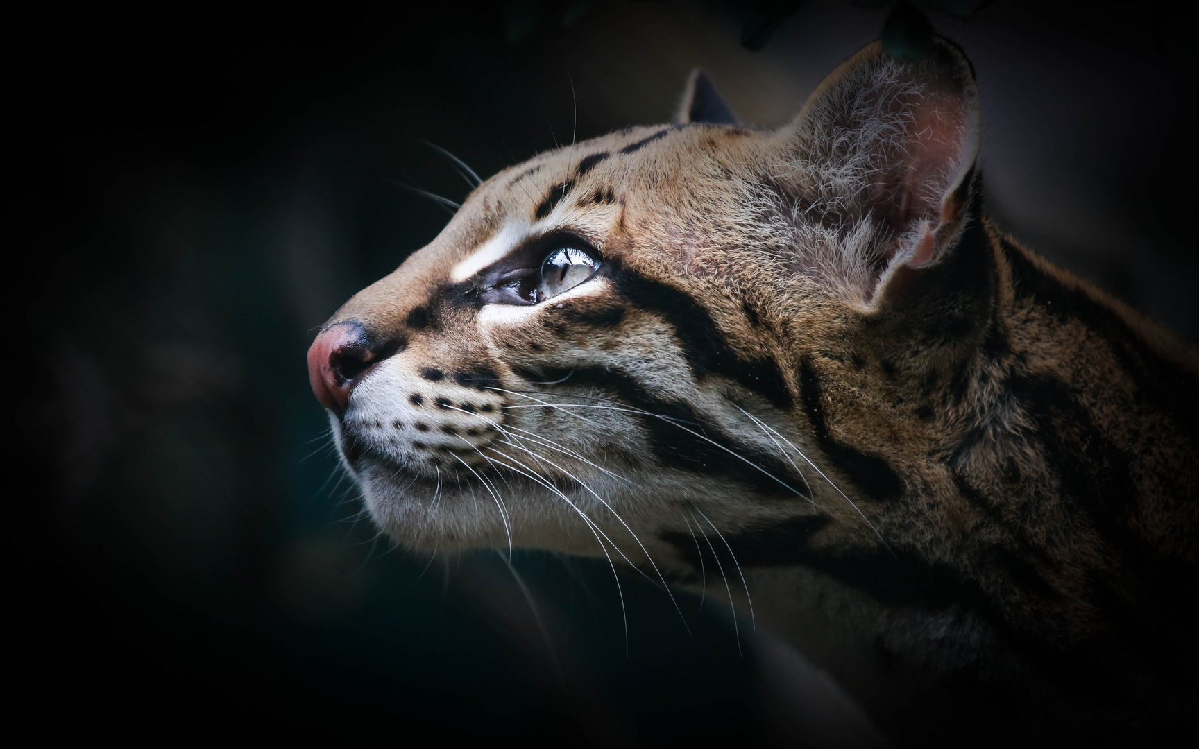 Der Ozelot 1 Foto & Bild | tiere, zoo, wildpark & falknerei, säugetiere ...