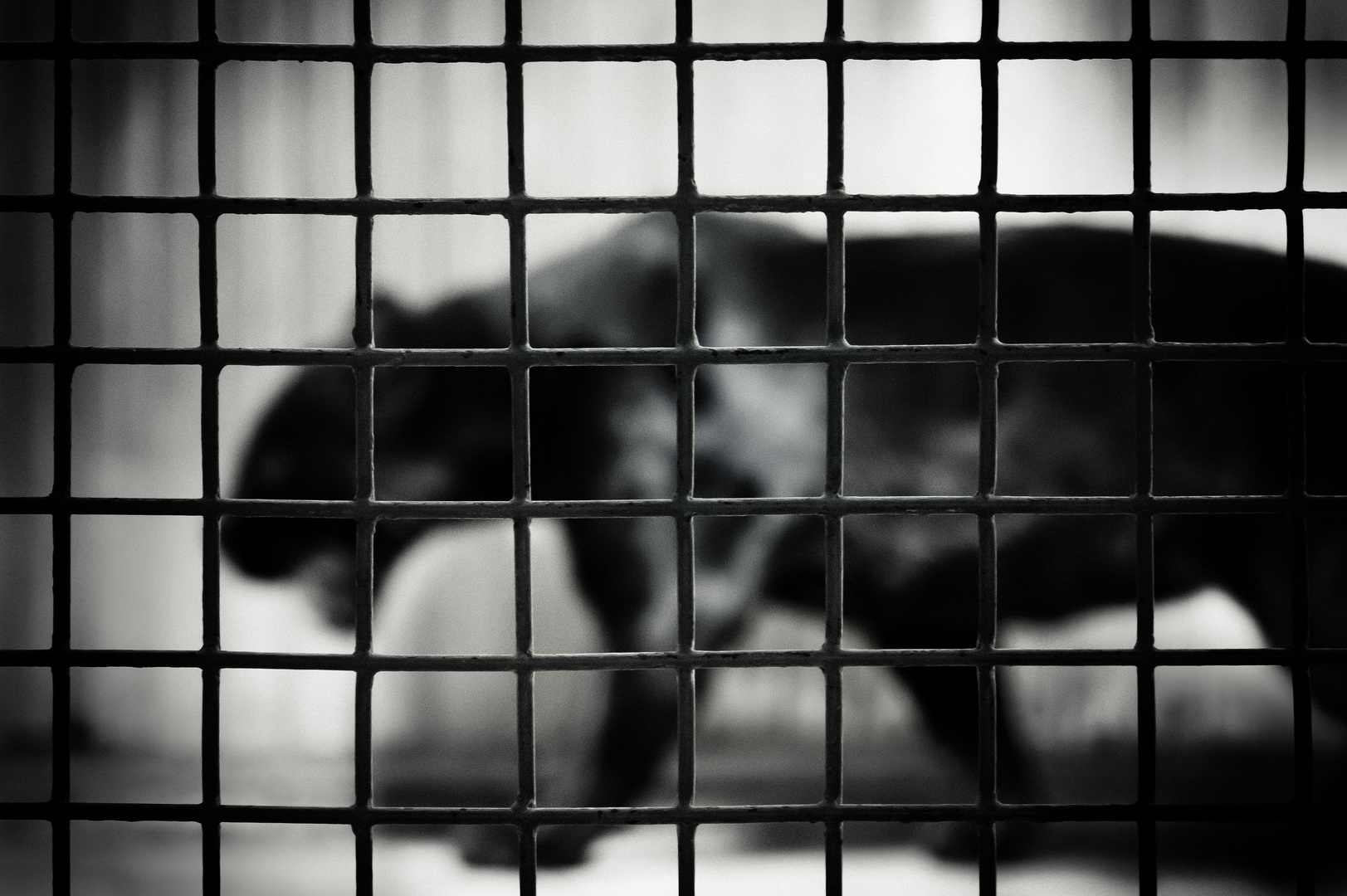 Der Panther Foto & Bild | natur-kreativ, aufnahmetechniken, tier fine ...