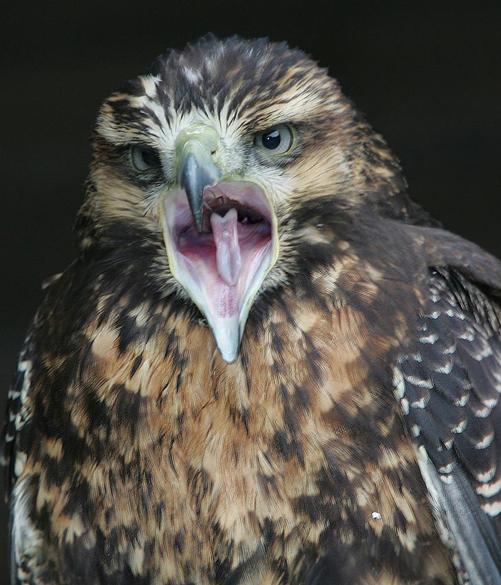 Der Papagei kommt aus Südamerika... Foto & Bild | tiere, zoo, wildpark ...