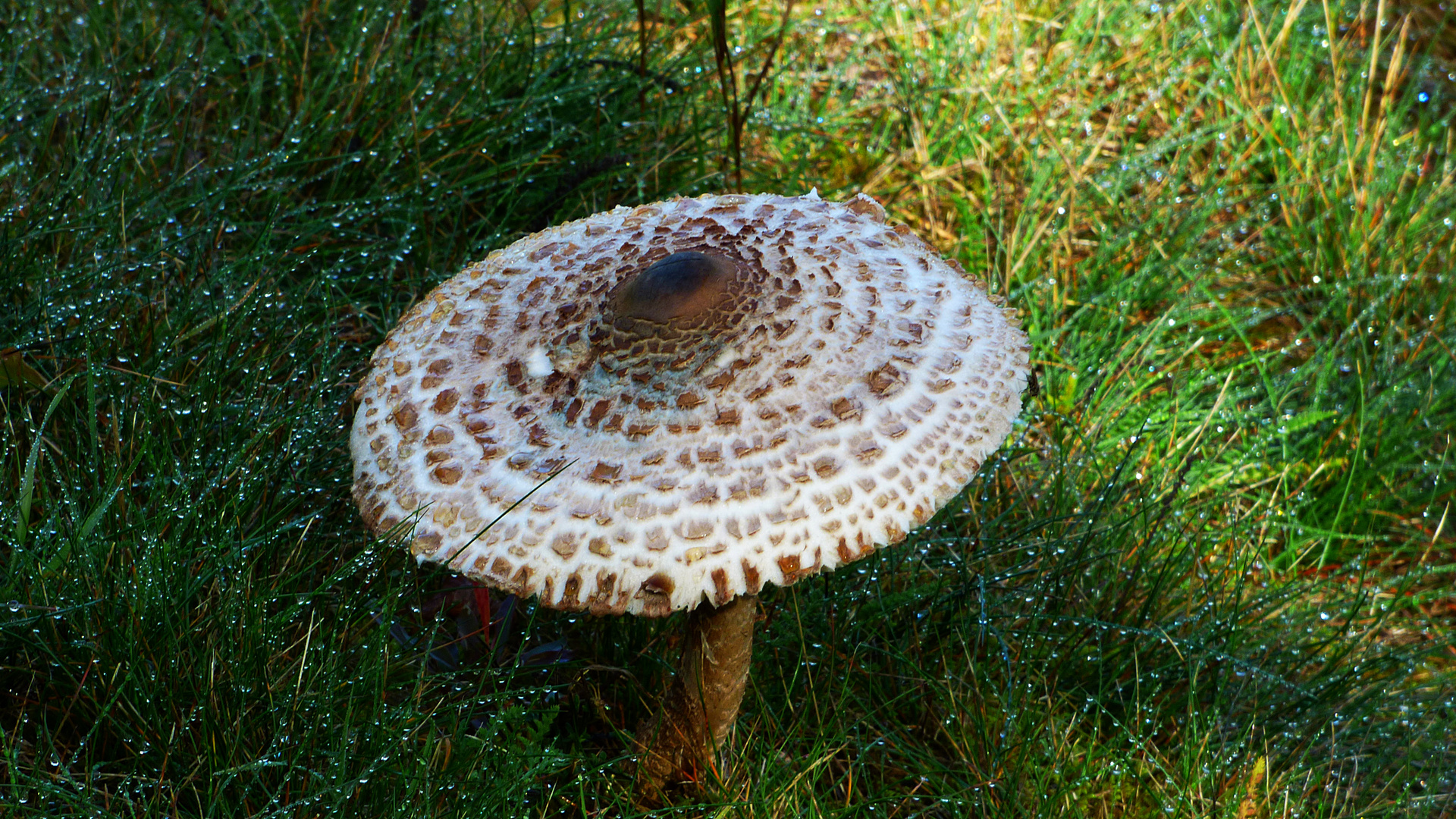 Der Parasolpilz Foto & Bild | pflanzen, pilze & flechten, pilze ...