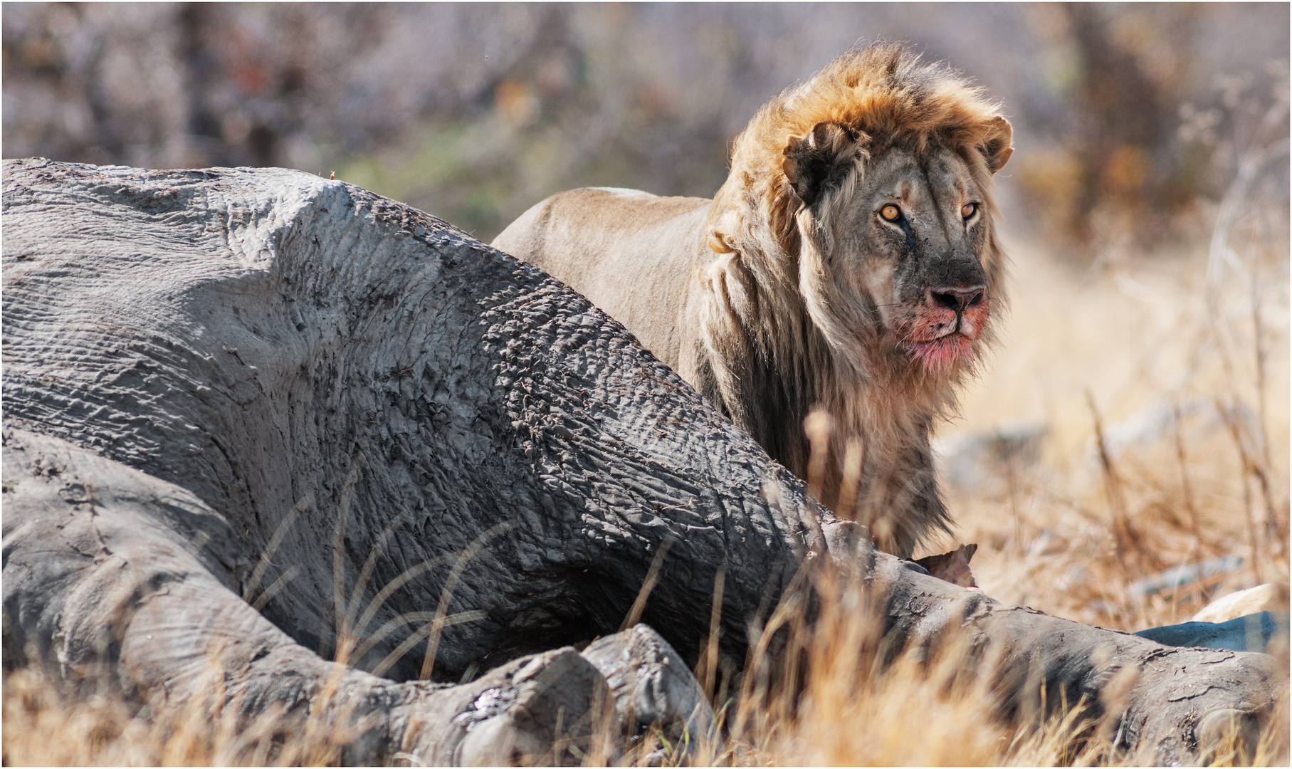 Der Pascha Foto & Bild | africa, southern africa, namibia Bilder auf ...