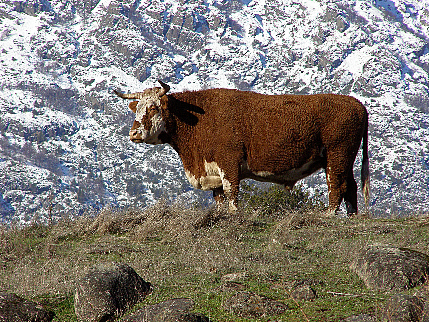 Der patagonische Ochse Foto & Bild | south america, argentina, región ...