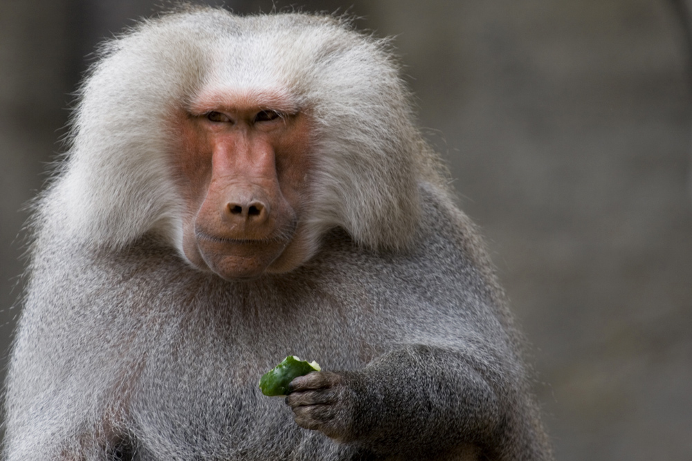 Der Pavian Blick Foto & Bild | tiere, zoo, wildpark & falknerei ...