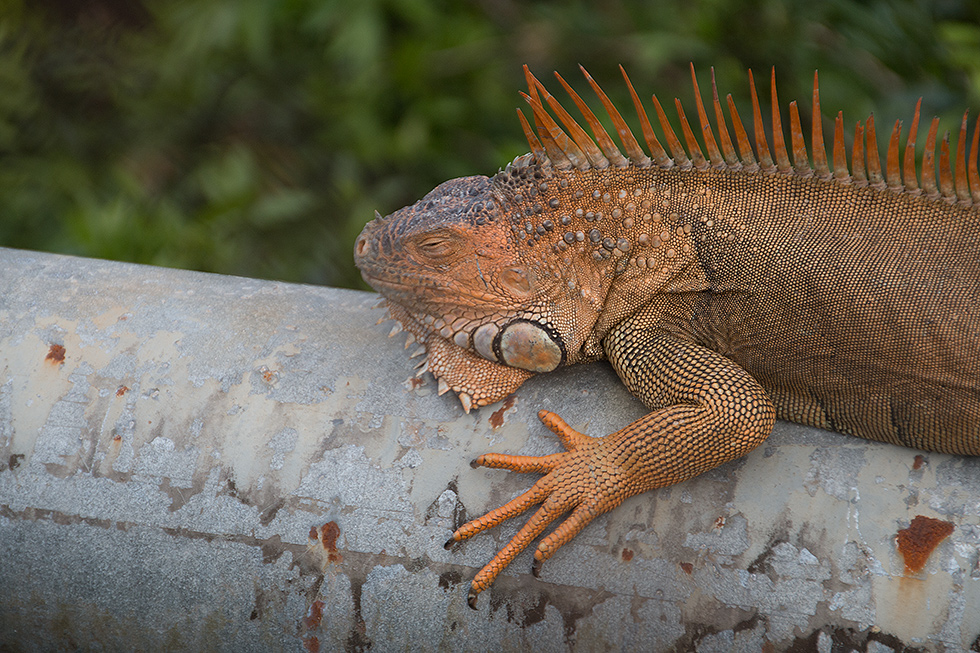 Der Penner auf dem Rohr... Foto & Bild | tiere, wildlife, amphibien ...