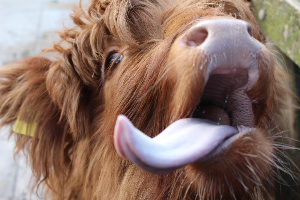 Der perfekte Schnappschuss Foto & Bild | tiere, natur Bilder auf ...