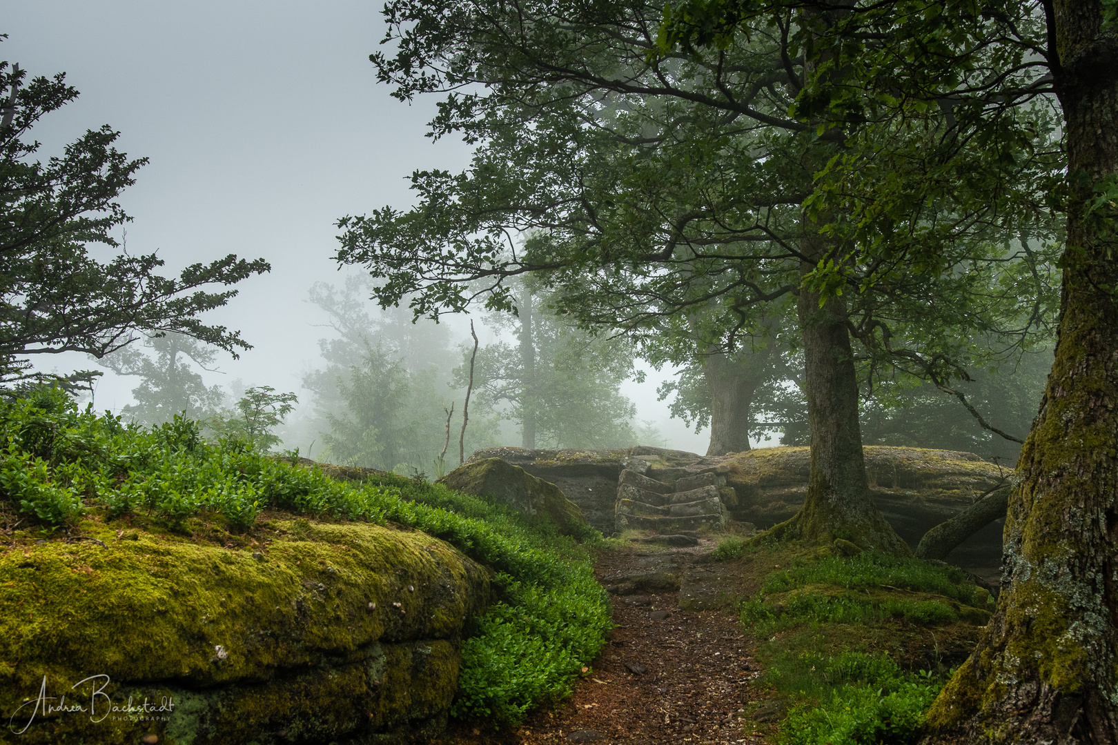 der Pfad Foto & Bild | france, world, wald Bilder auf fotocommunity