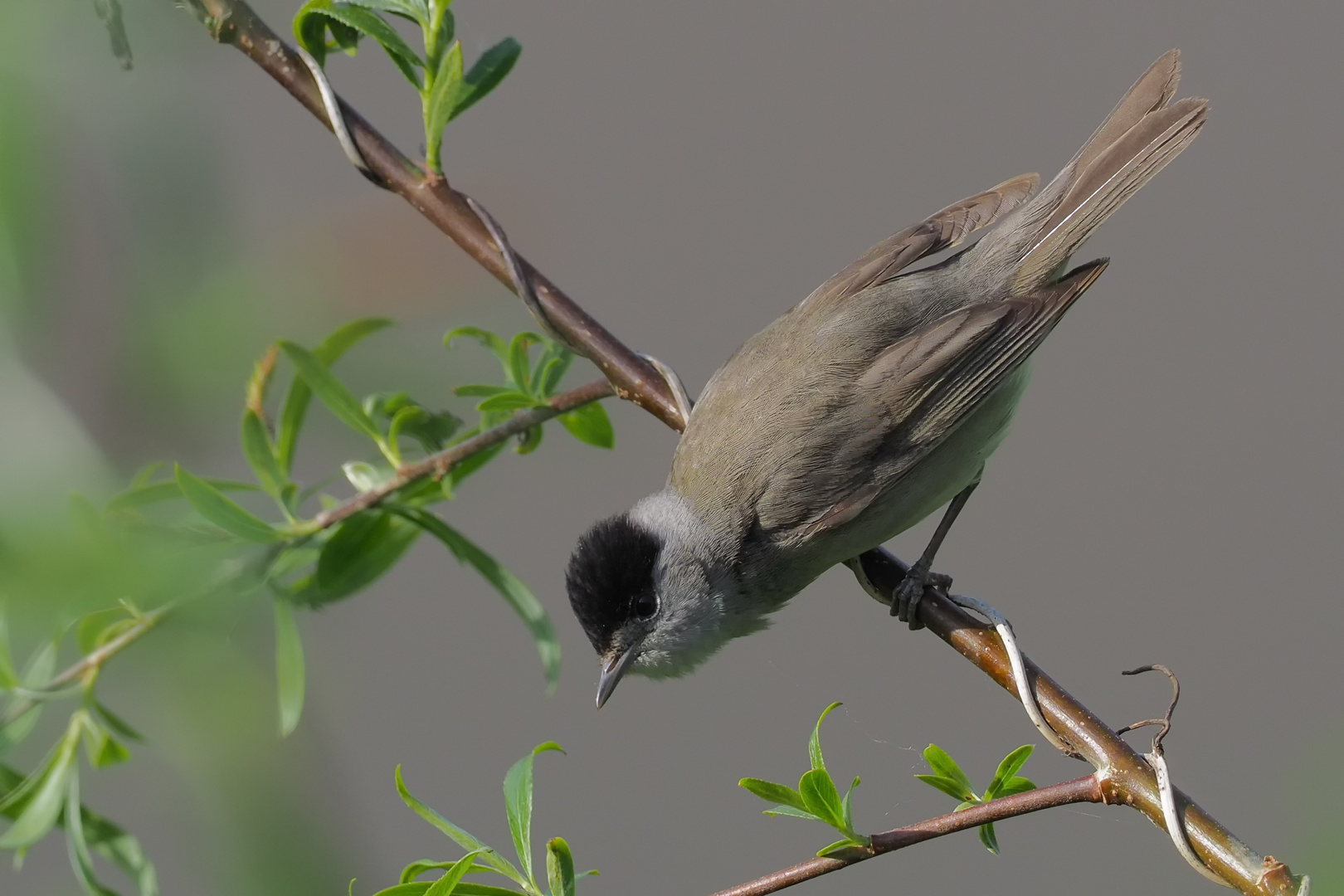 Der Pfaffe Foto & Bild | tiere, wildlife, wild lebende vögel Bilder auf ...