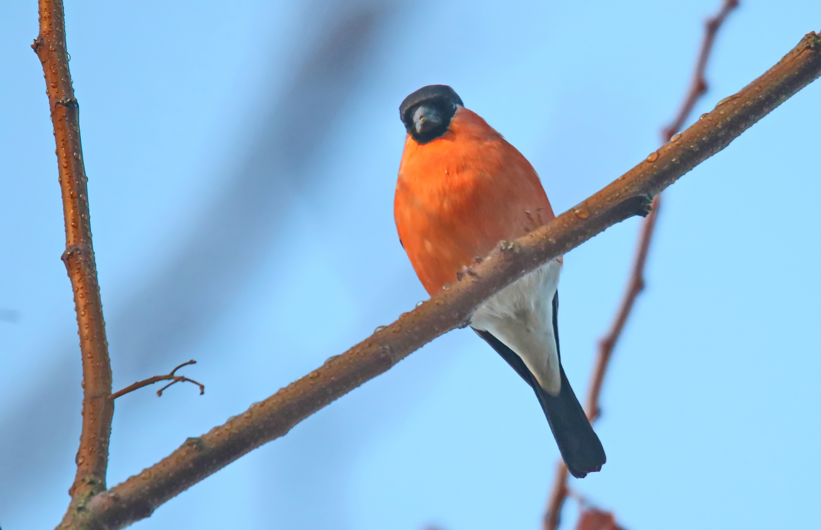 Der "Pfaffe" Foto & Bild | natur, tiere, vögel Bilder auf fotocommunity