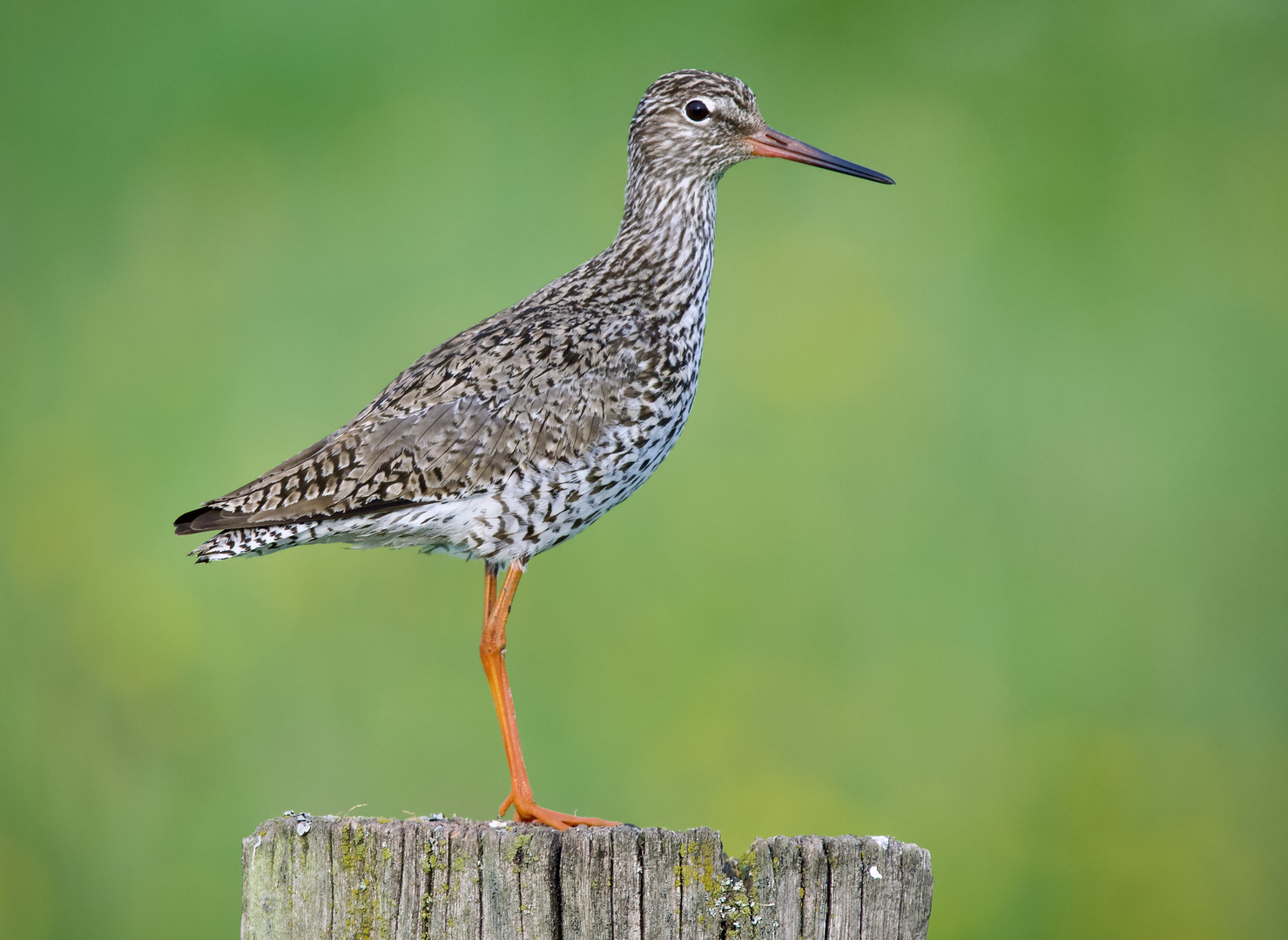 Der Pfahl bietet die perfekte Rundumsicht...... Foto & Bild | natur ...