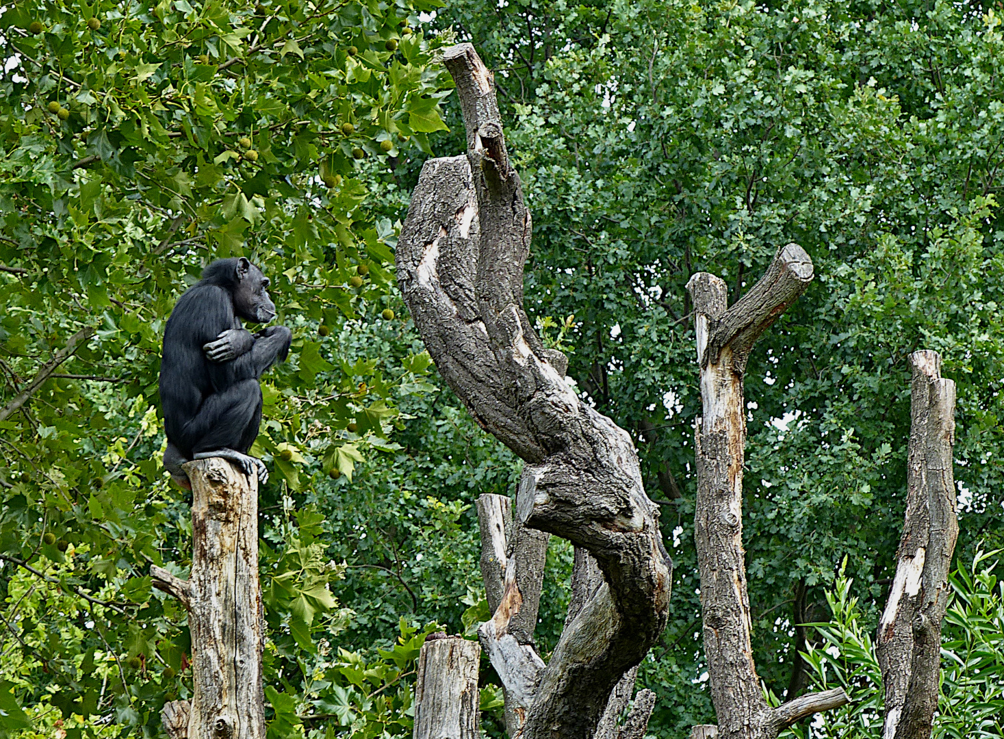 Der Pfahlsitzer Foto & Bild | reportage dokumentation, deutschland ...