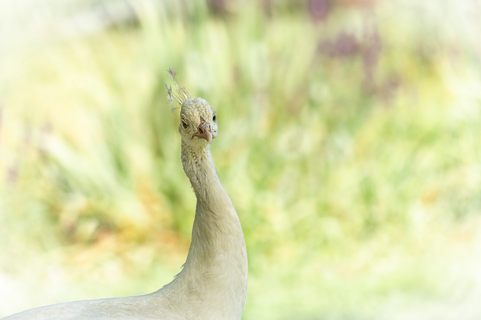 Der Pfau Foto & Bild | world, spezial, weiß Bilder auf fotocommunity