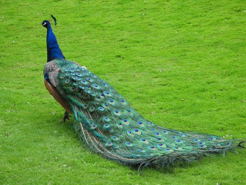 Der Pfau Foto & Bild | tiere, zoo, wildpark & falknerei, vögel Bilder ...