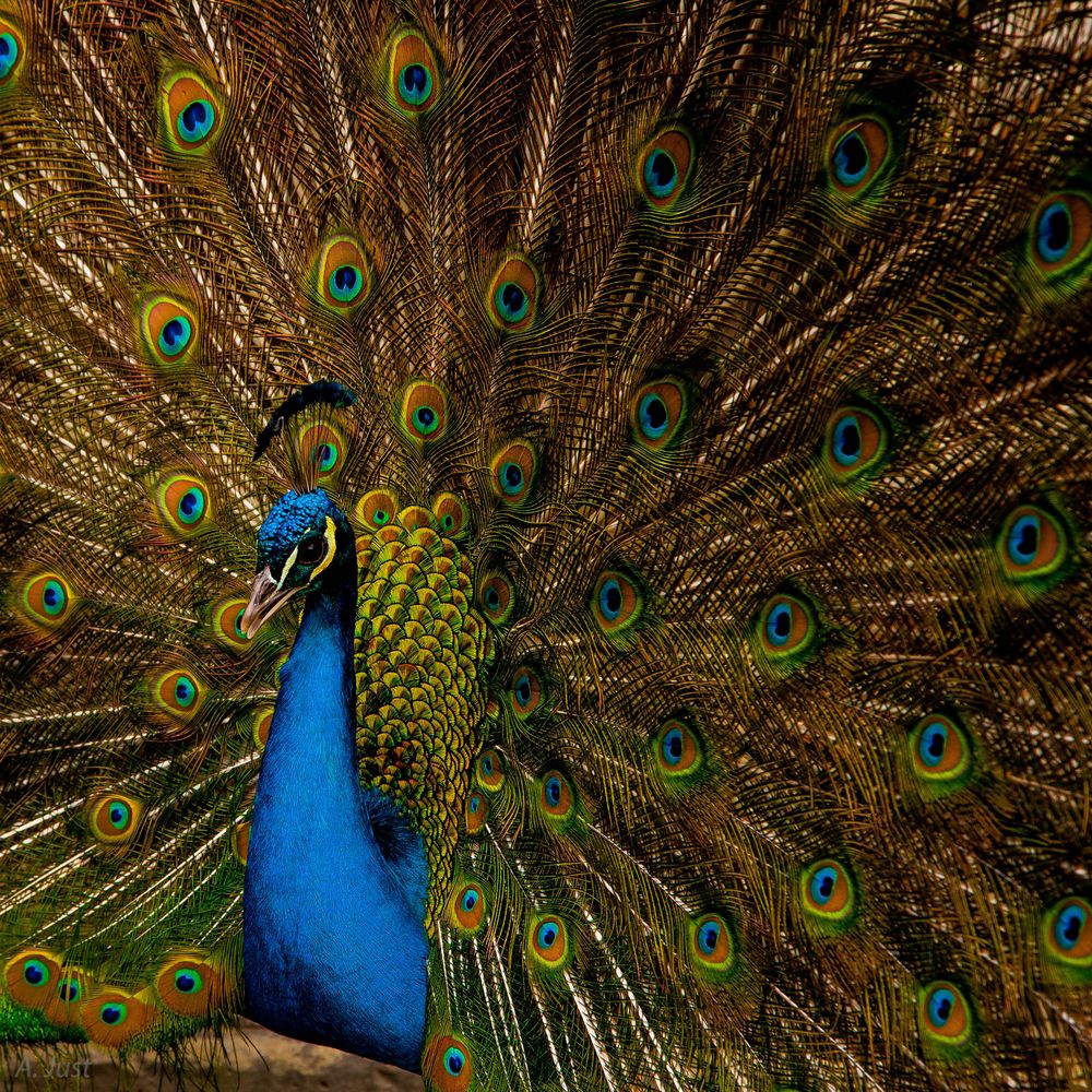 der Pfau Foto & Bild | tiere, zoo, wildpark & falknerei, vögel Bilder ...