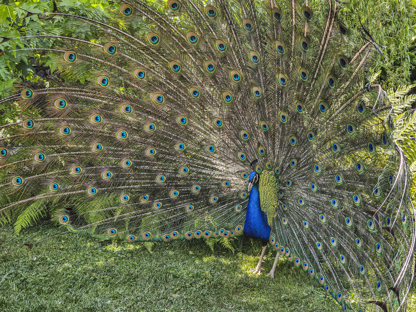 Der Pfau.. Foto & Bild | tiere, projekte, tierdetails Bilder auf ...