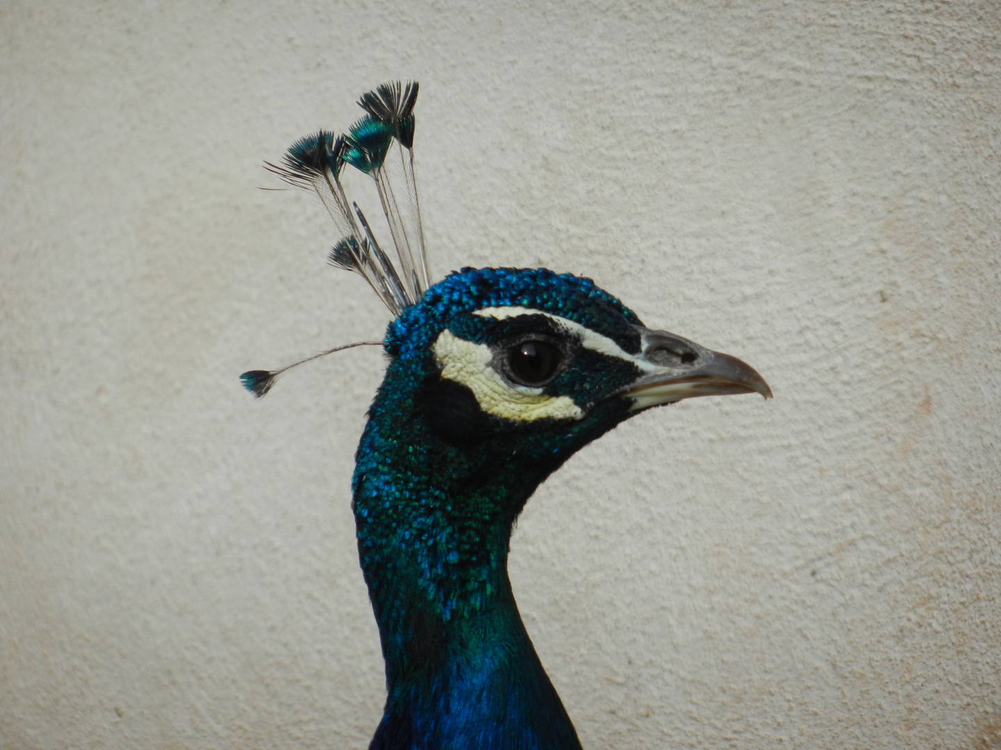 der Pfau Foto & Bild | Bilder auf fotocommunity