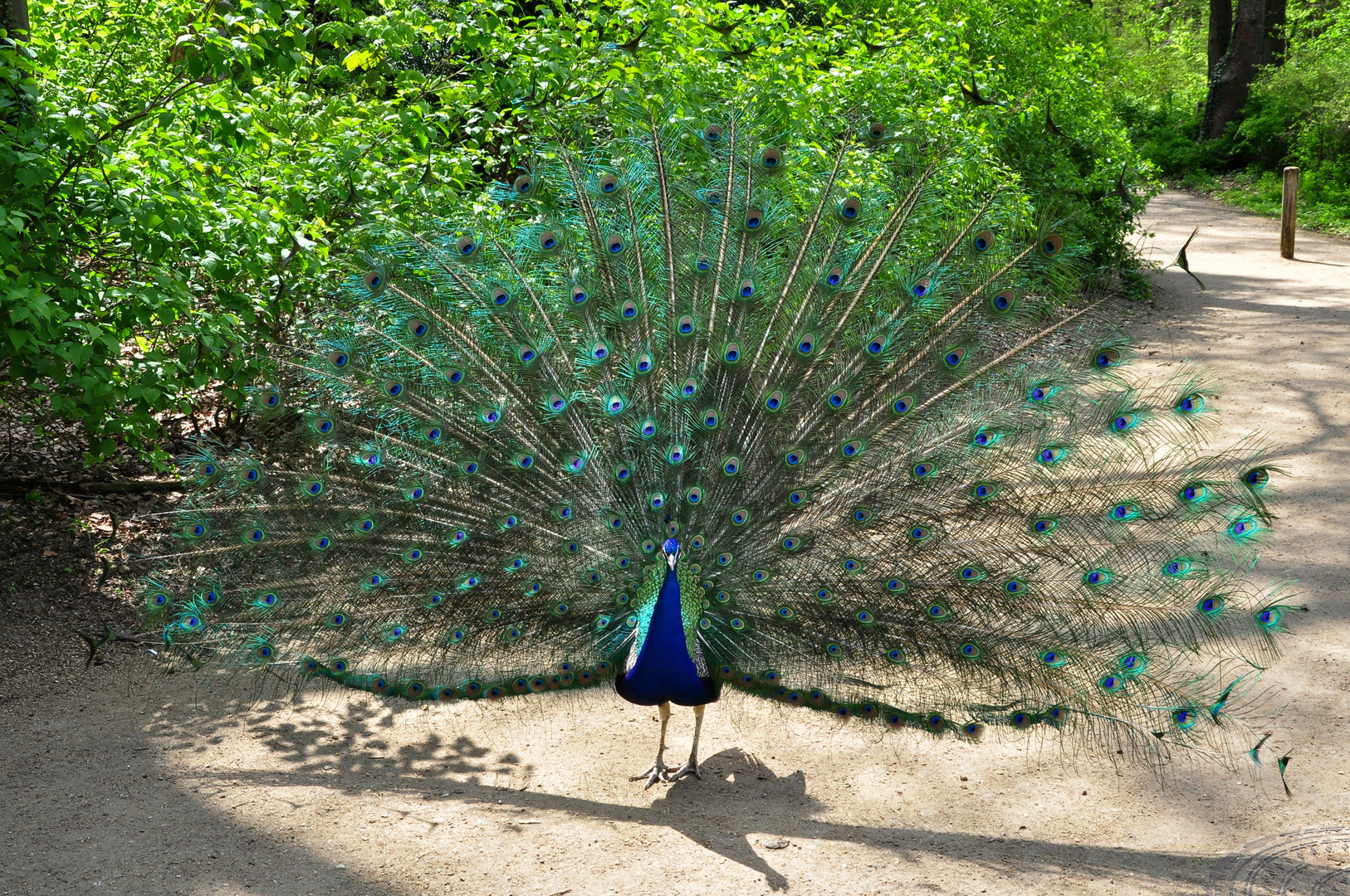 Der Pfau.... Foto & Bild | berlin, natur, landschaft Bilder auf ...