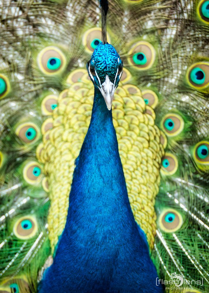 Der Pfau ... Foto & Bild | natur, zoo, tiere Bilder auf fotocommunity