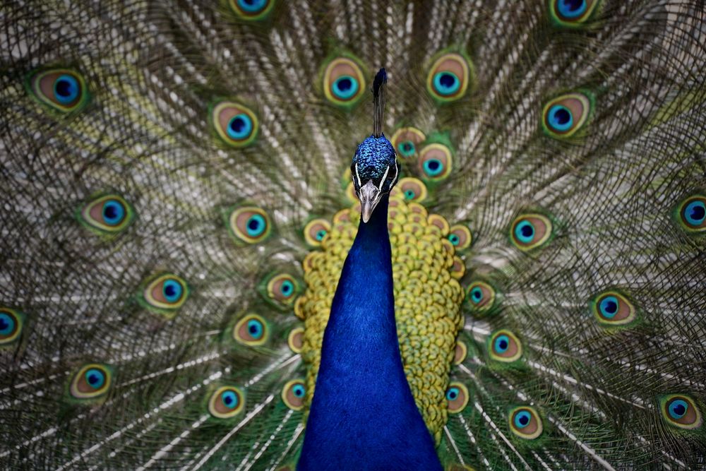 Der Pfau Foto & Bild | tiere, natur Bilder auf fotocommunity