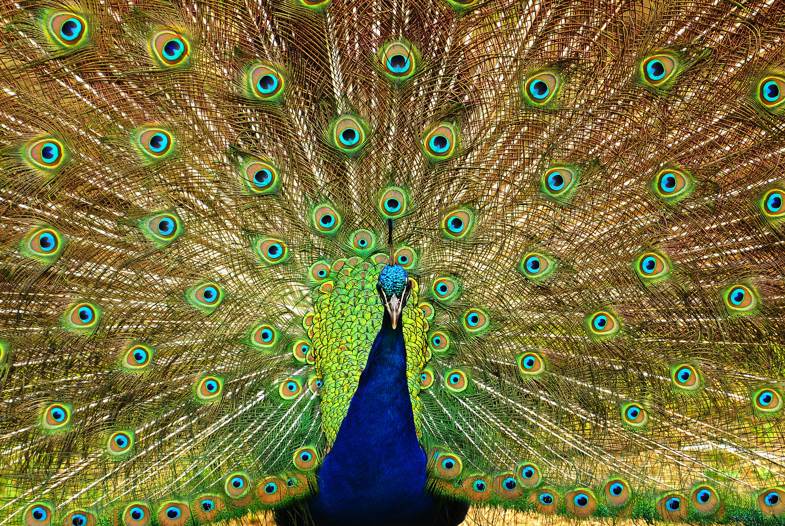 Der Pfau hat viele Augen... Foto & Bild | natur, tier, zoo Bilder auf ...