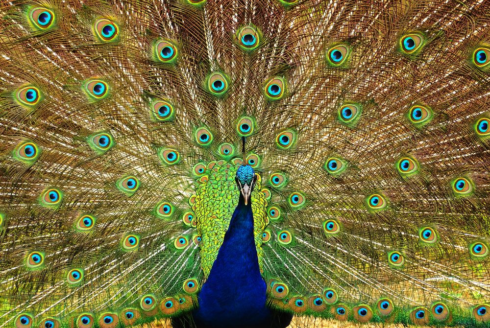 Der Pfau hat viele Augen... Foto & Bild | natur, tier, zoo Bilder auf ...