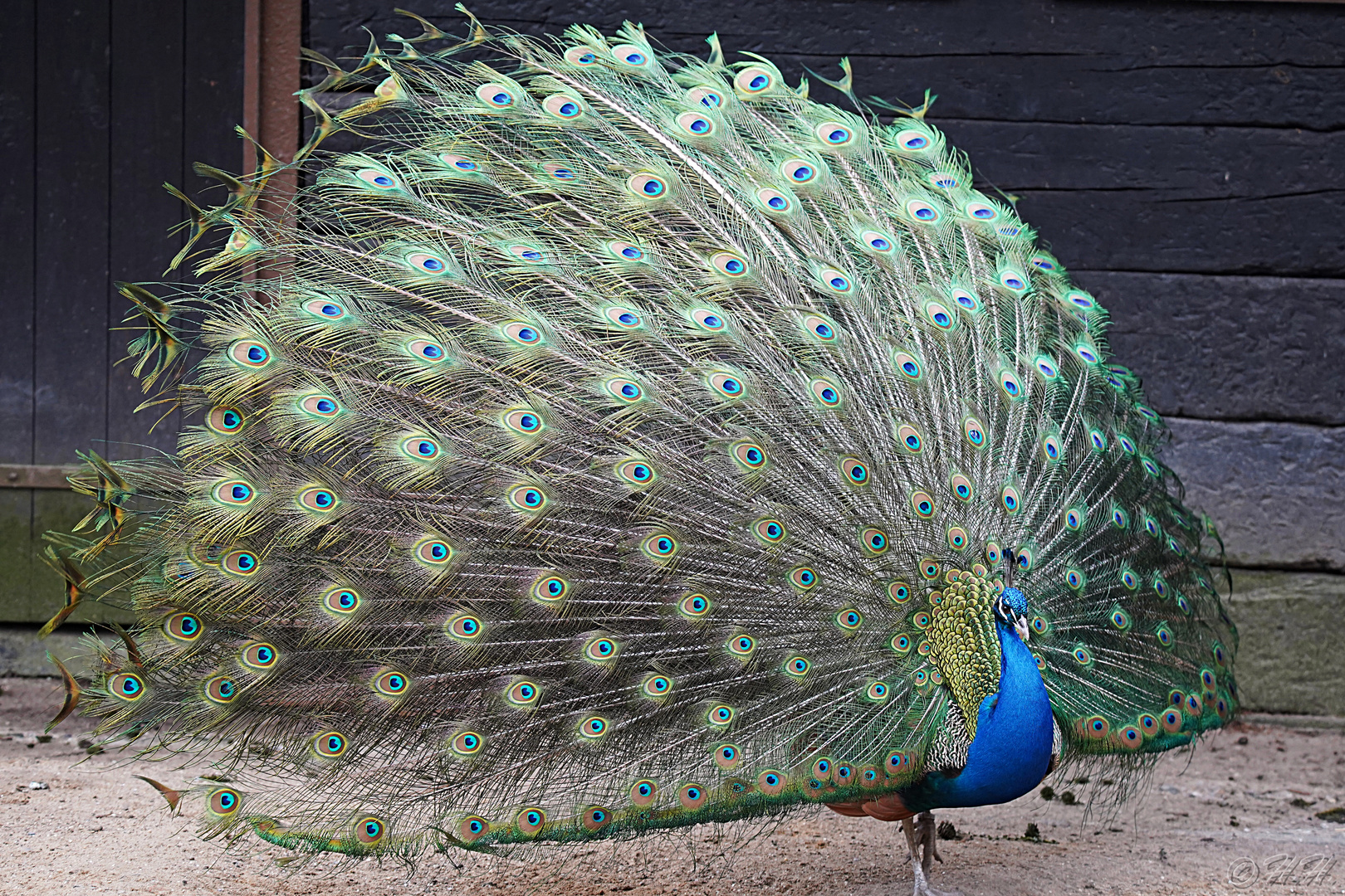 Der Pfau im Duisburger Zoo Foto & Bild | usertreffen+veranstaltungen ...