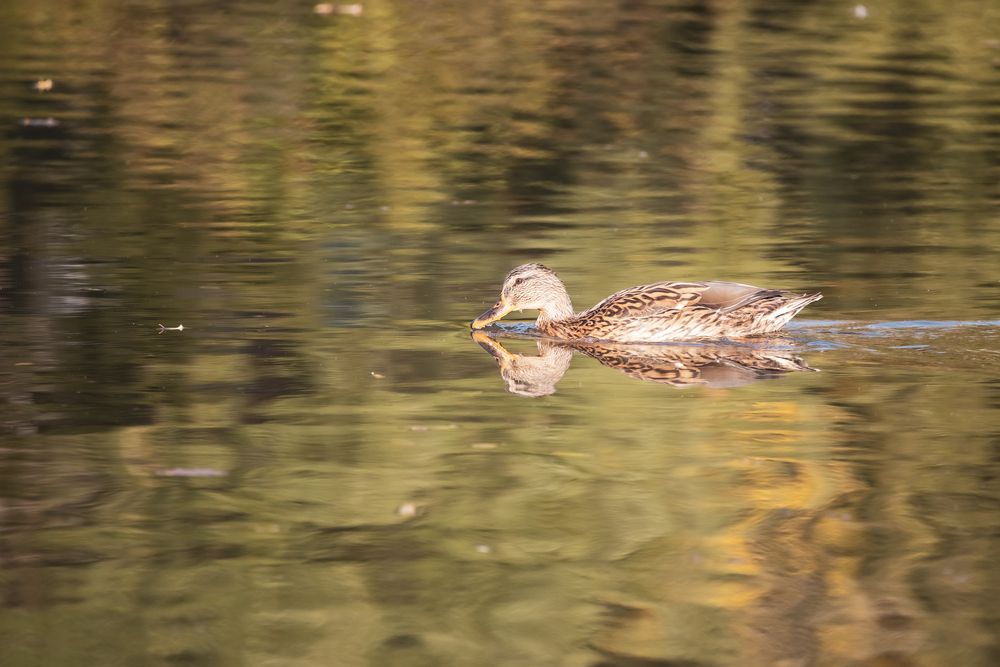 Der Pfeil Foto & Bild | tiere, wildlife, wild lebende vögel Bilder auf ...