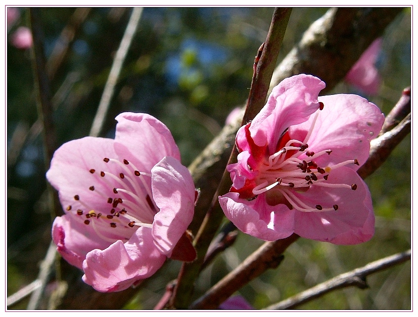 Der Pfirsich blüht . . . Foto & Bild | jahreszeiten, frühling ...