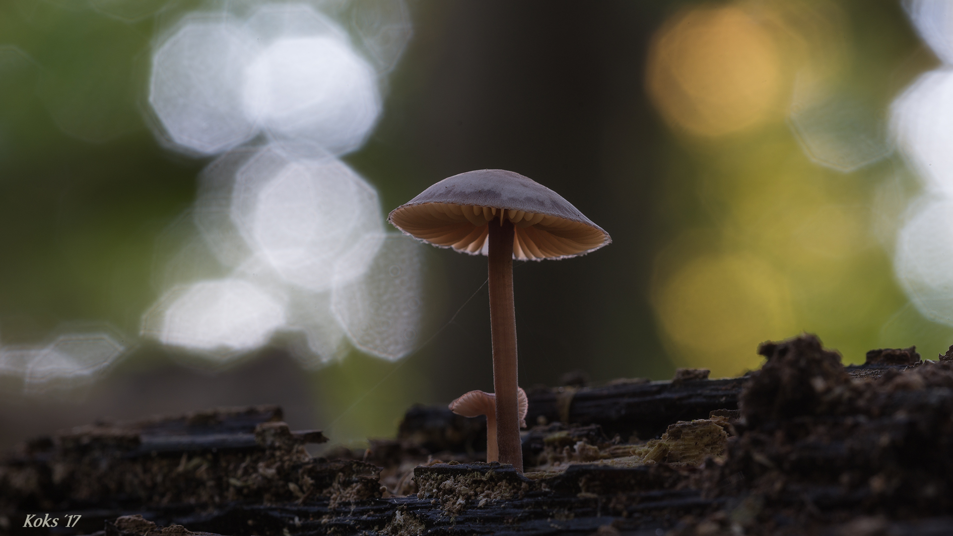 DER PILZ Foto & Bild | pflanzen, pilze & flechten, pilze & flechten ...