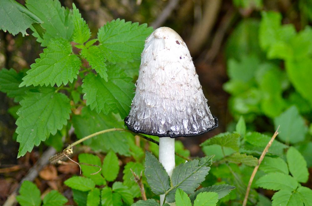 Der Pilz Foto & Bild | pflanzen, pilze & flechten, pilze & flechten ...